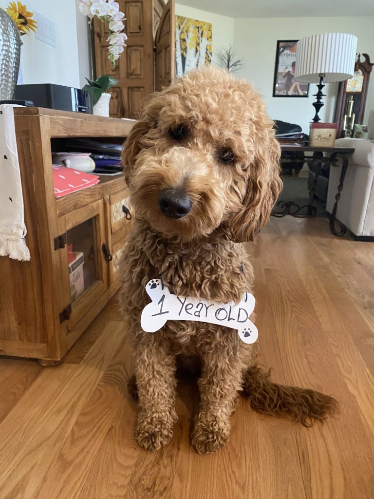 Home - Little Darling Pups